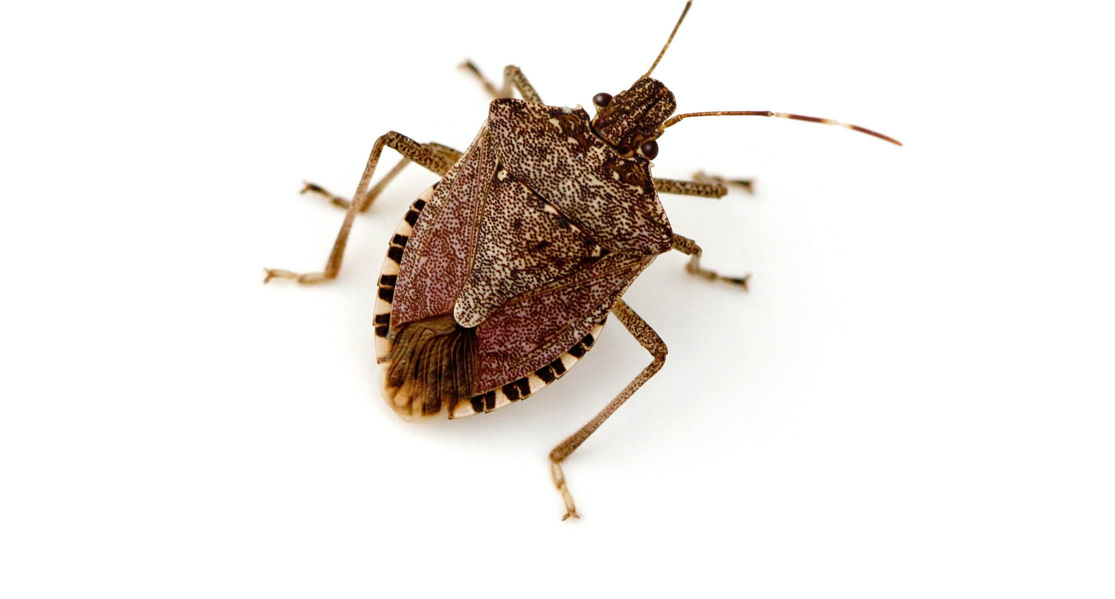 Brown marmorated stink bug season upon us again