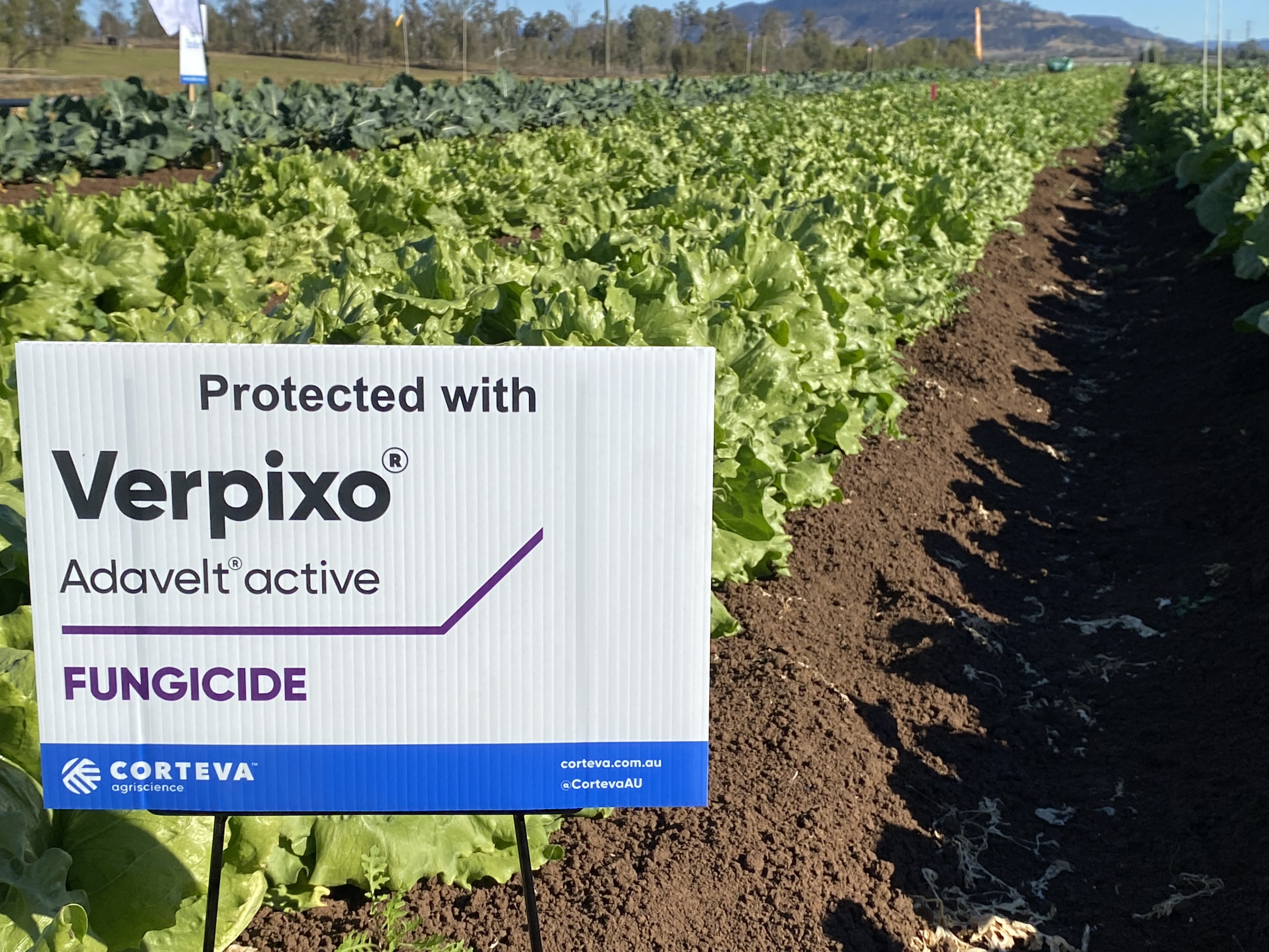 New Verpixo Adavelt active shines in trial