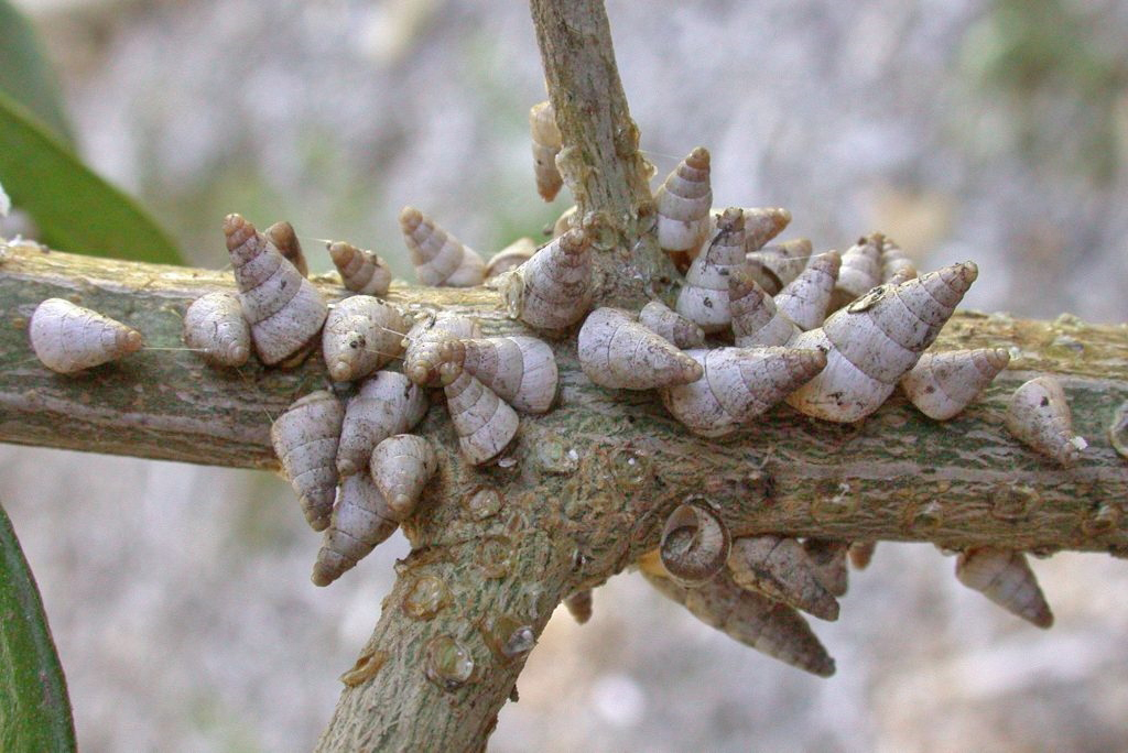 Speeding up hunt for snail solution