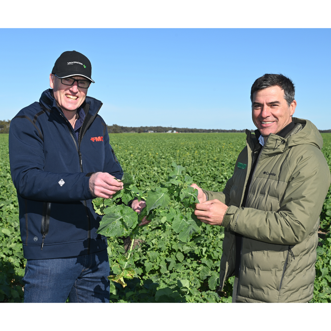 Insecticide combo for canola pests